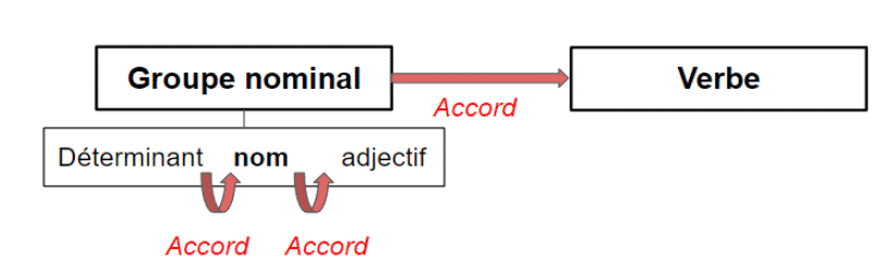 Accords du groupe nominal, du sujet et du verbe - grammaire bac
